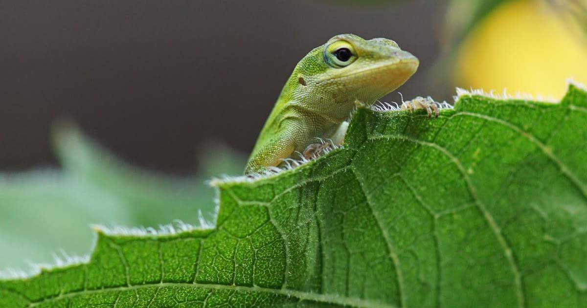 Grüner Anolis