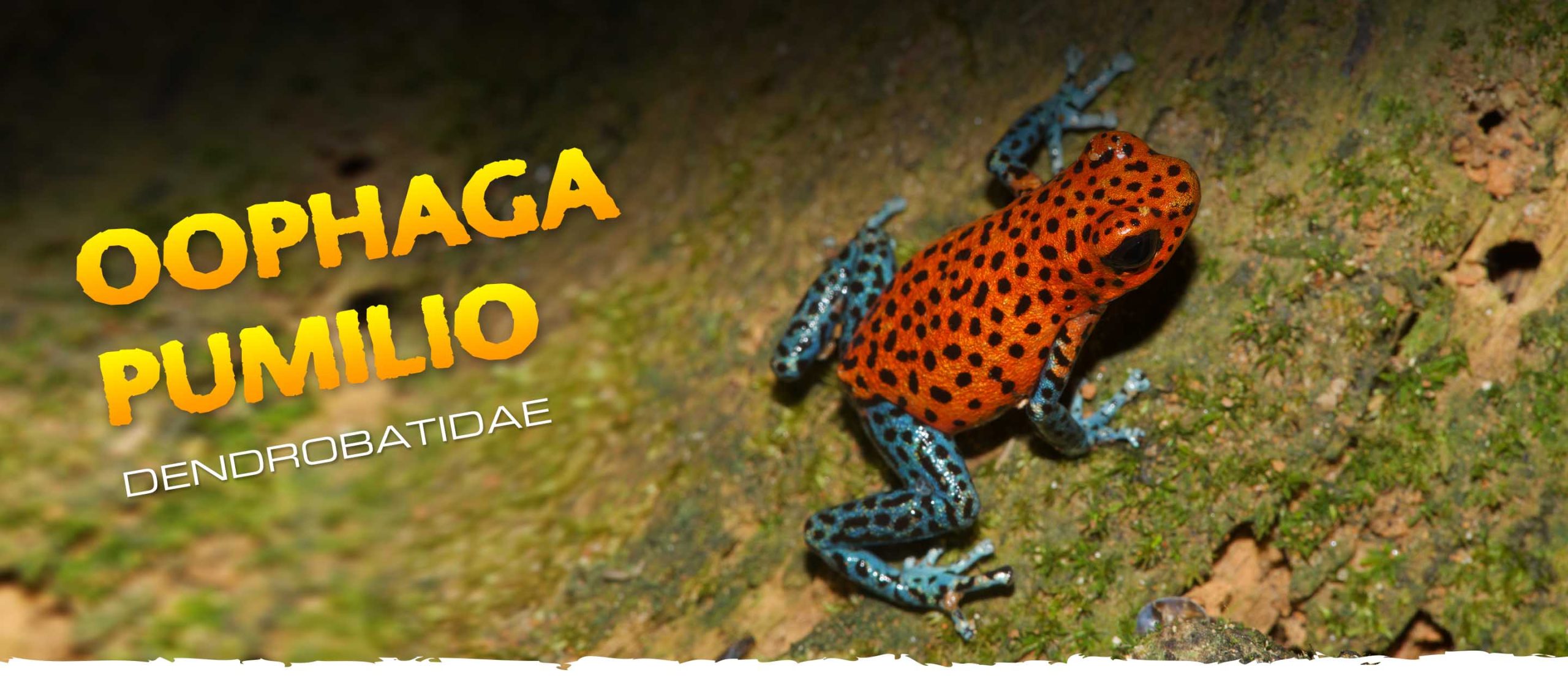 Strawberry Poison Dart Frog