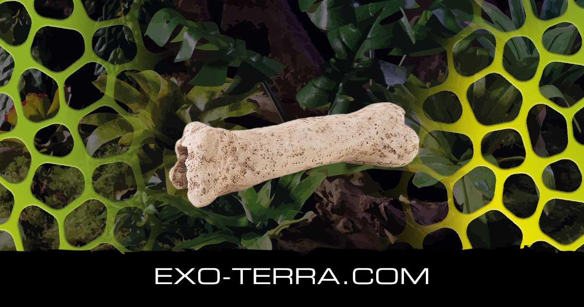 Dinosaur Bone