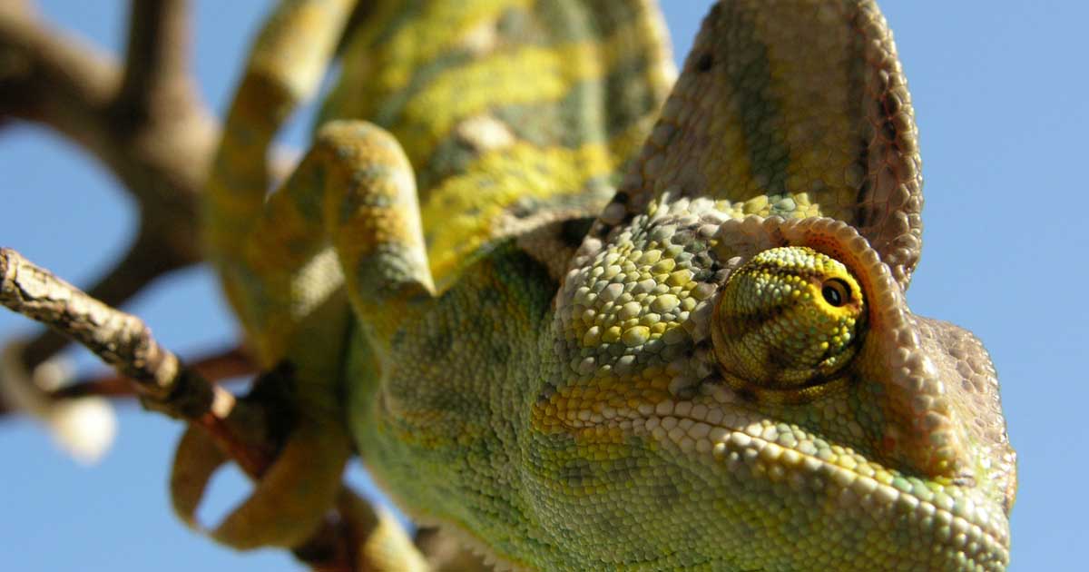 Camaleon Velado