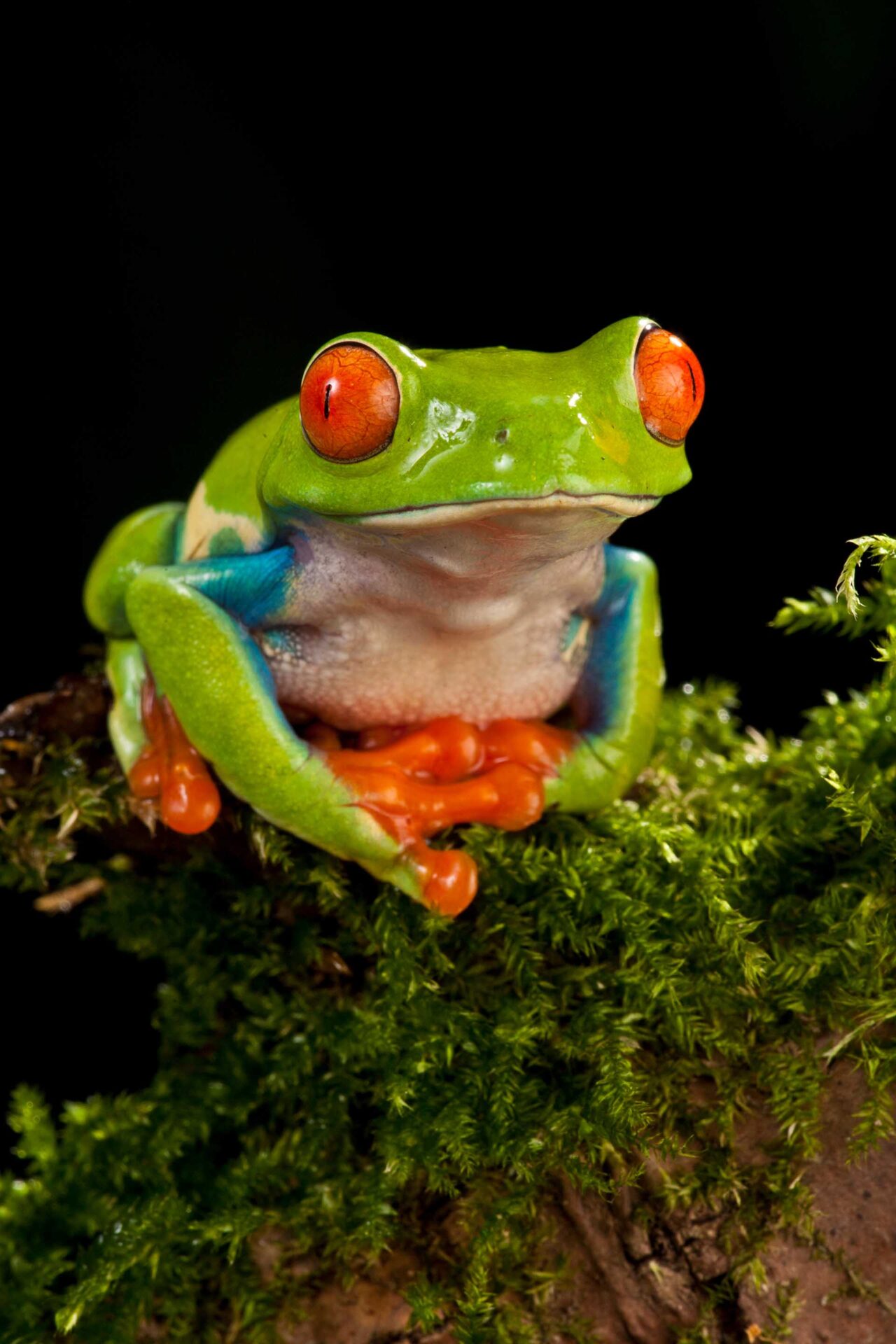 Rana Verde de Ojos Rojo