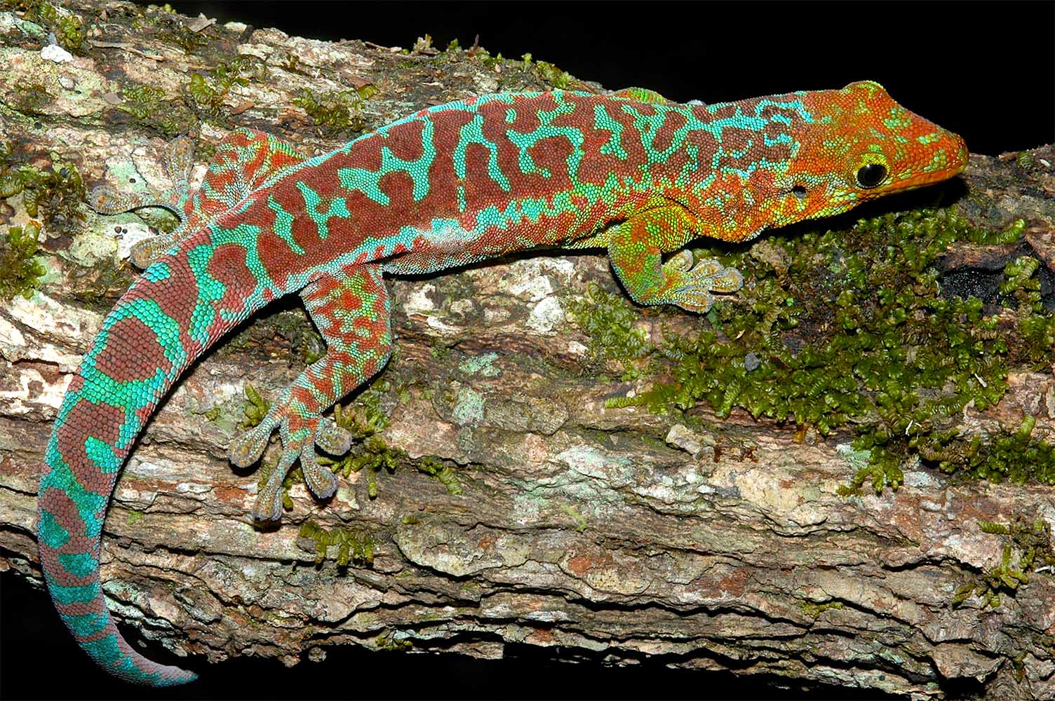 Redescubriendo El Phelsuma Borbonica - Exo Terra ES