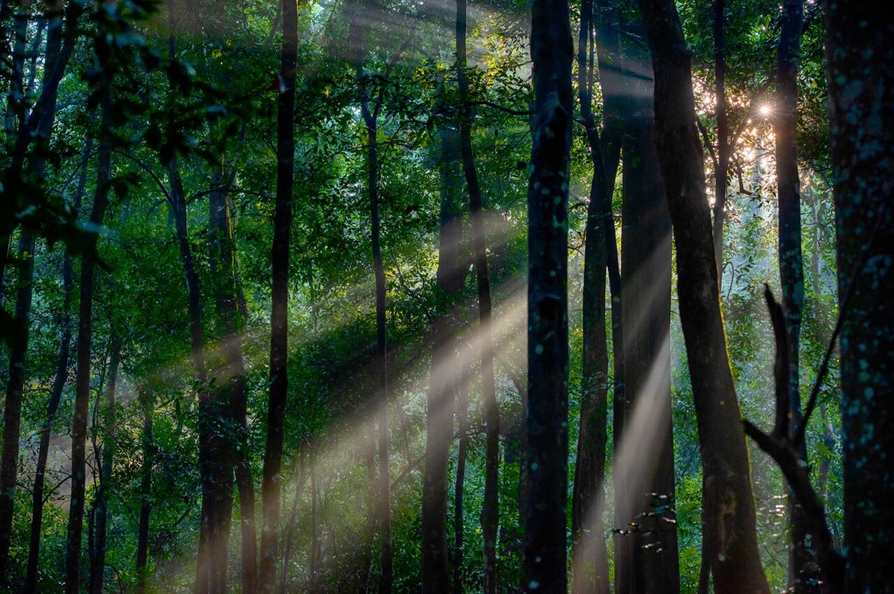 Bosque De Kibale - Exo Terra ES