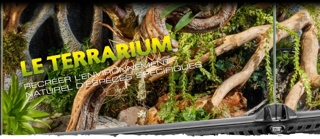 Types De Terrariums - Exo Terra FR