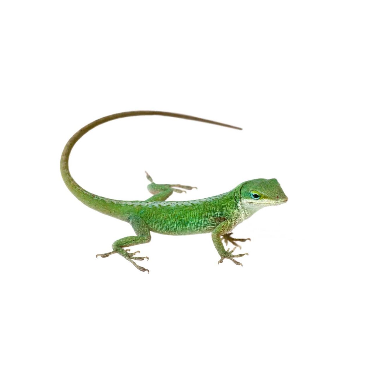 Green Anole