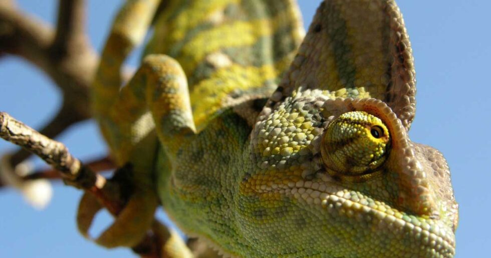 Yellow-banded Poison Dart Frog