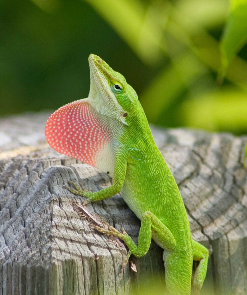 Green Anole