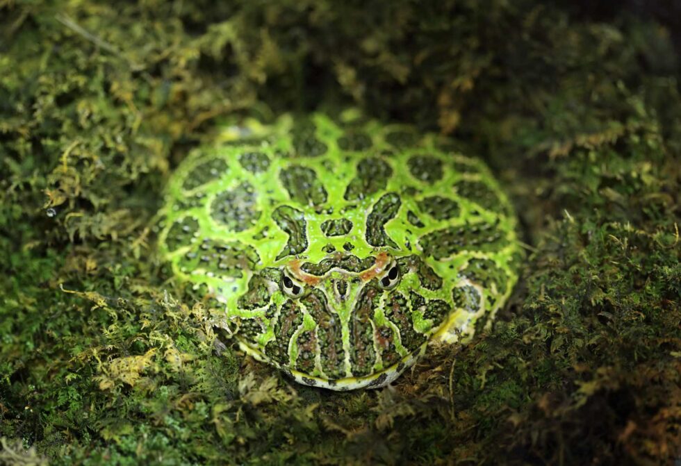 Ornate Horned Frog