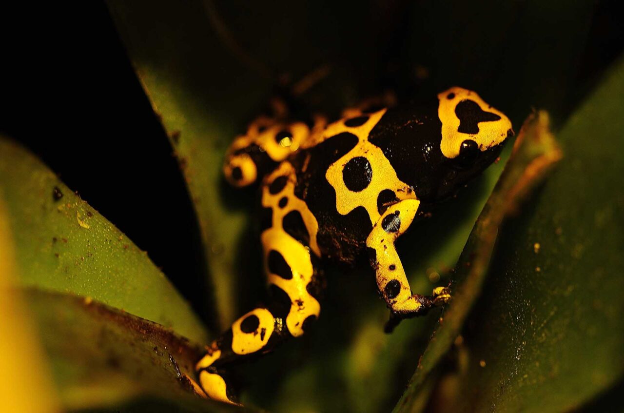 Yellow-banded Poison Dart Frog