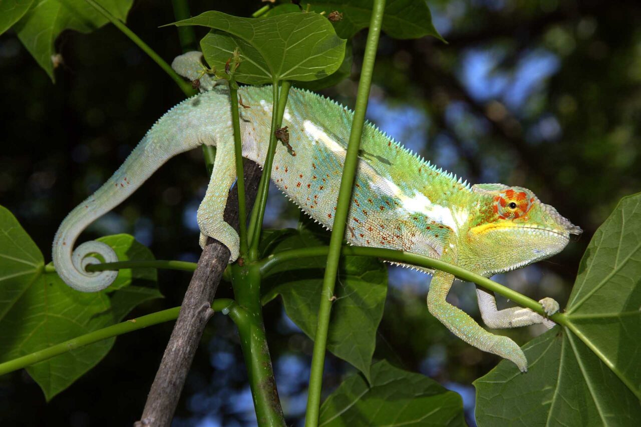 Panther Chameleon
