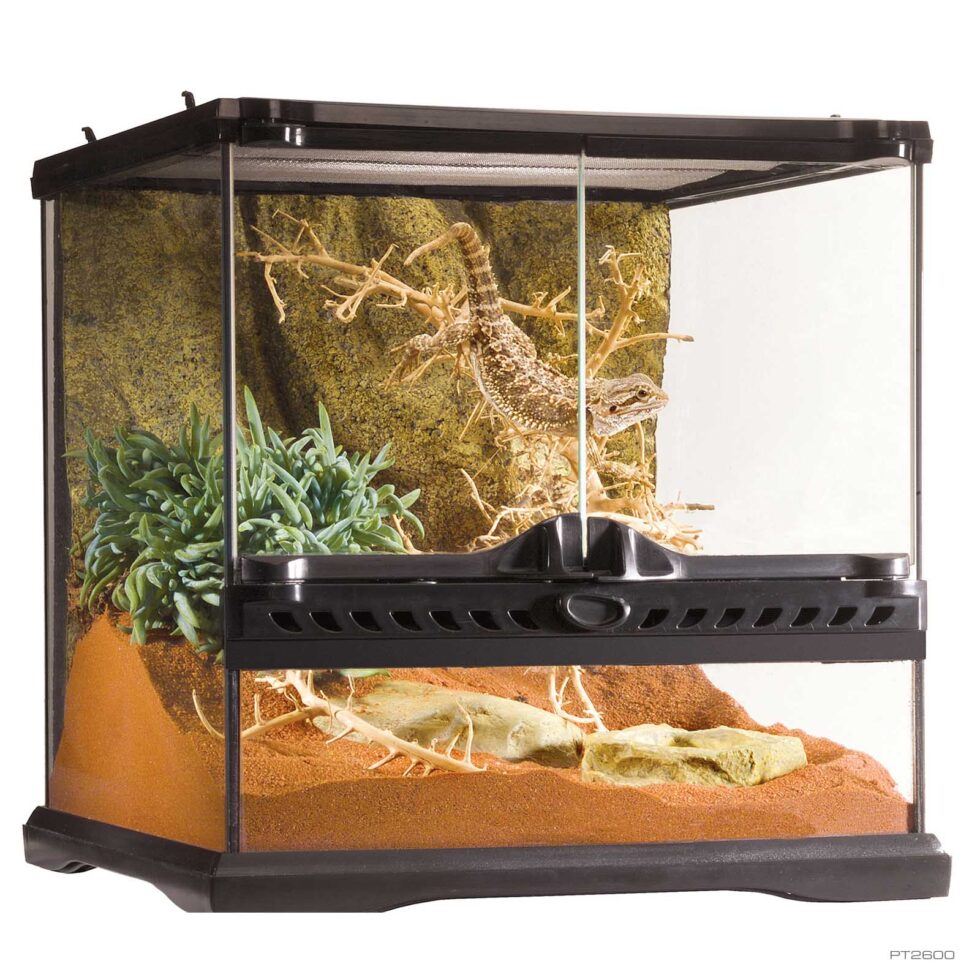 Six-striped Long-tailed lizard