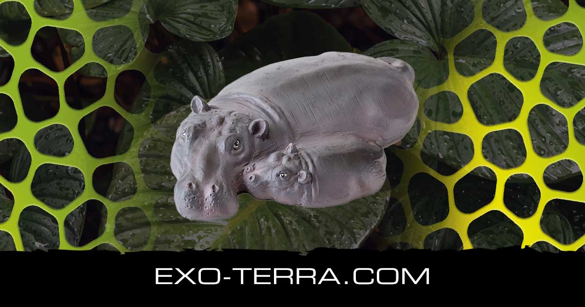 Hippo