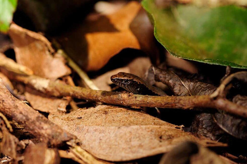 Why choose a natural substrate? - Exo Terra