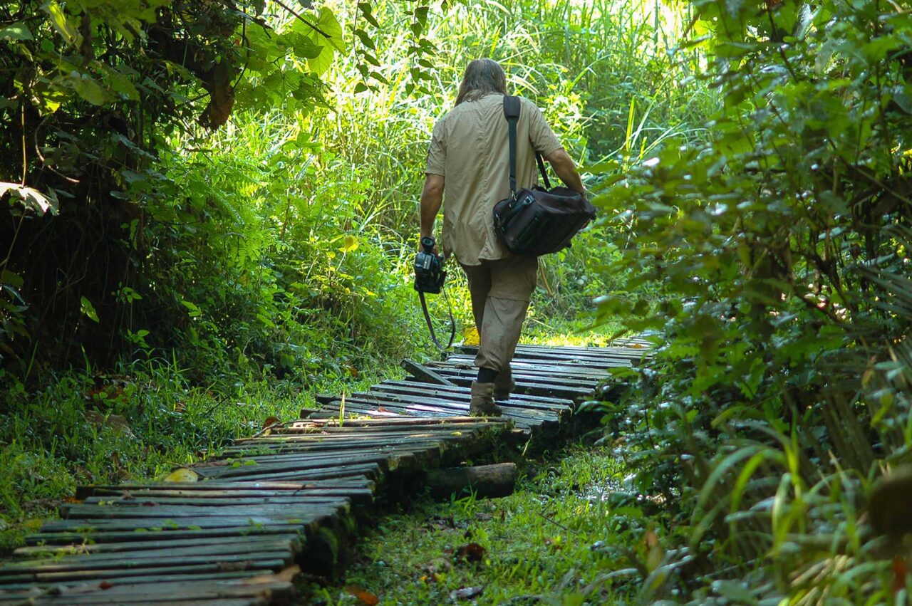 Bigodi Swamps - Exo Terra