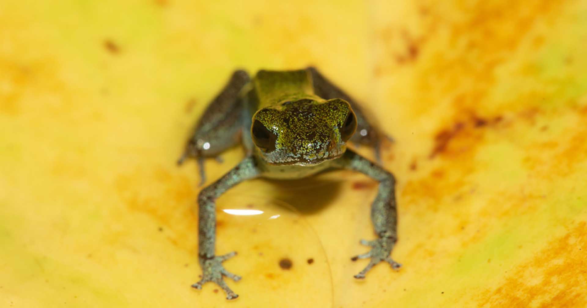 Isla Popa - Exo Terra