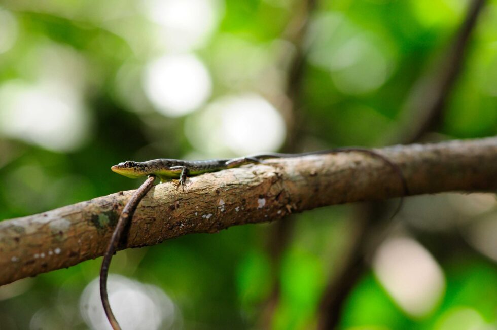 Understanding Ferguson Zones - Exo Terra