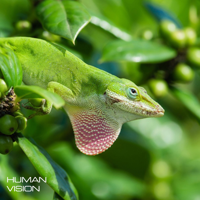 The Role of Visible Light in Reptile Biology - Exo Terra