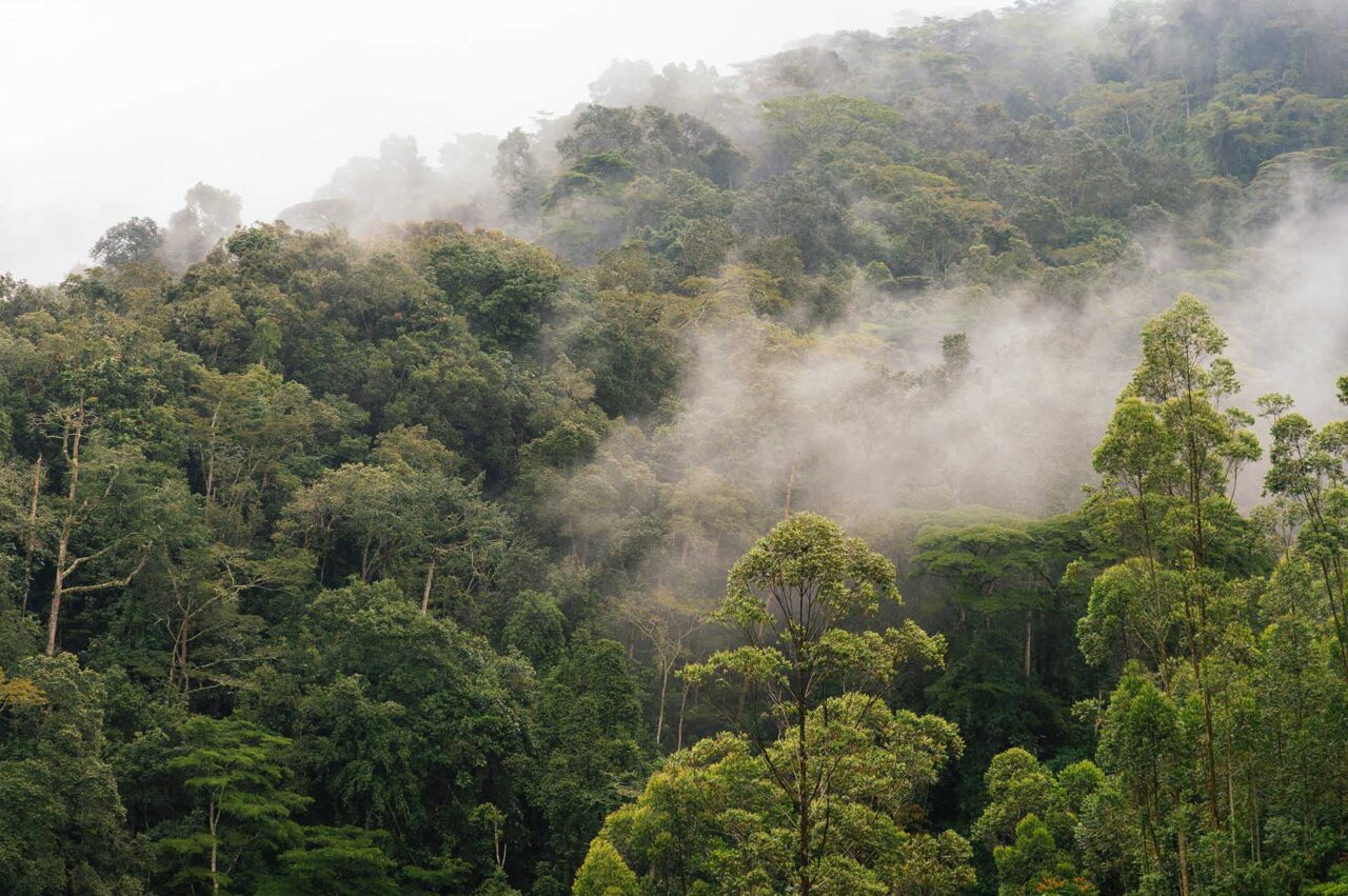 Maramagambo Forest - Exo Terra